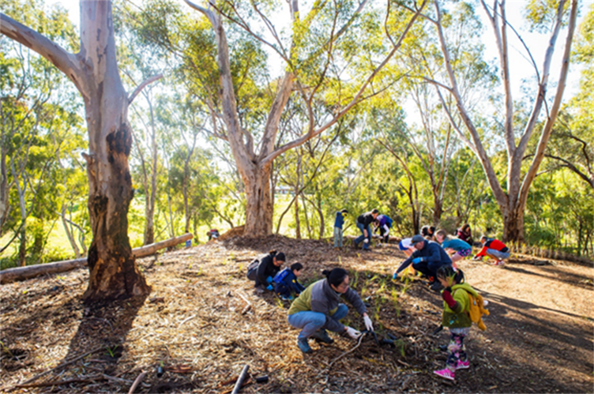 Climate Mitigation and Adaption Strategy City of West Torrens