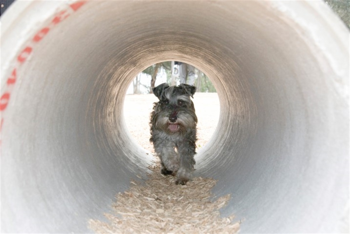 Pooch Park City of West Torrens